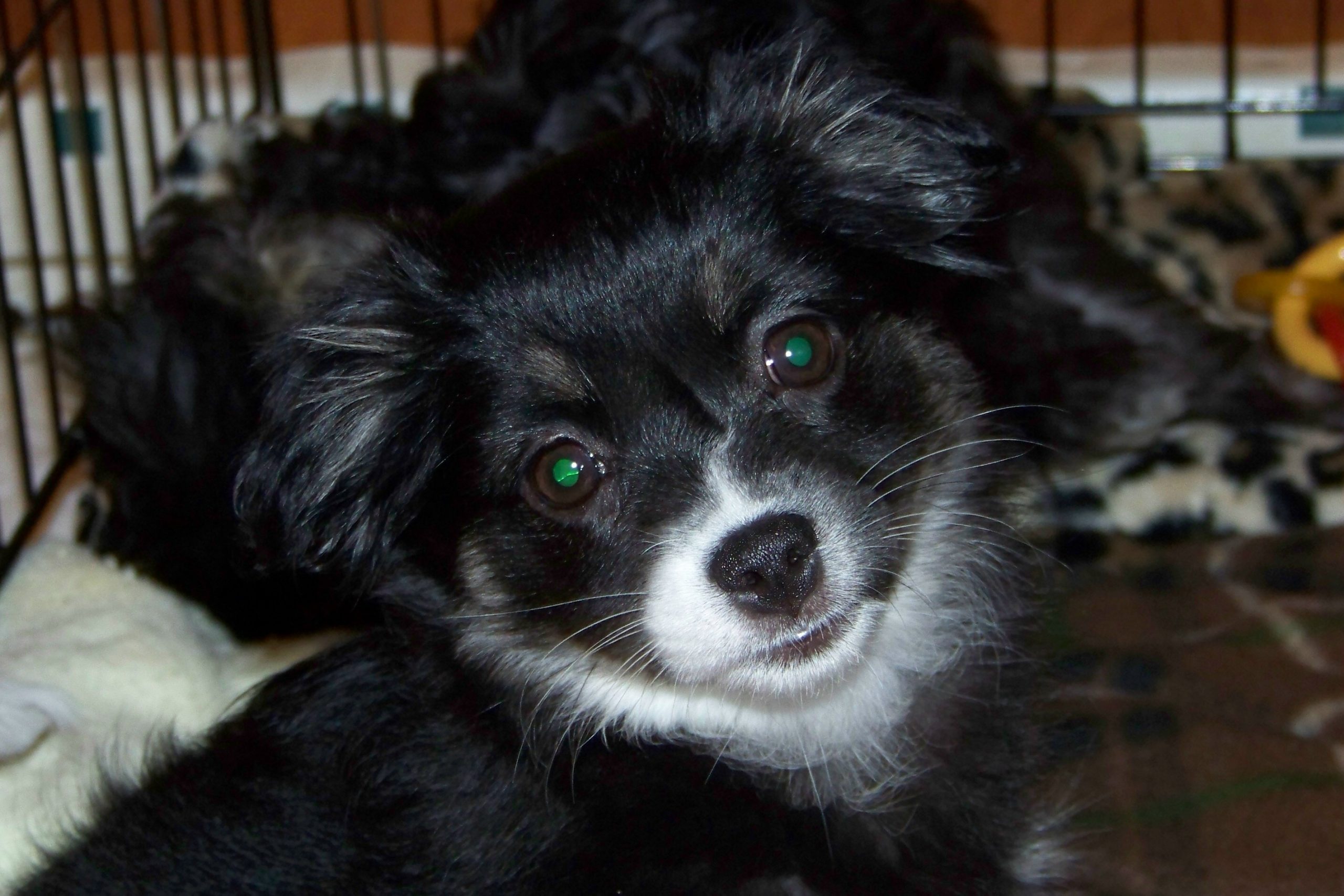 Short-Hair Havanese - FaustHouse Havanese