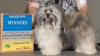 Home - FaustHouse Havanese