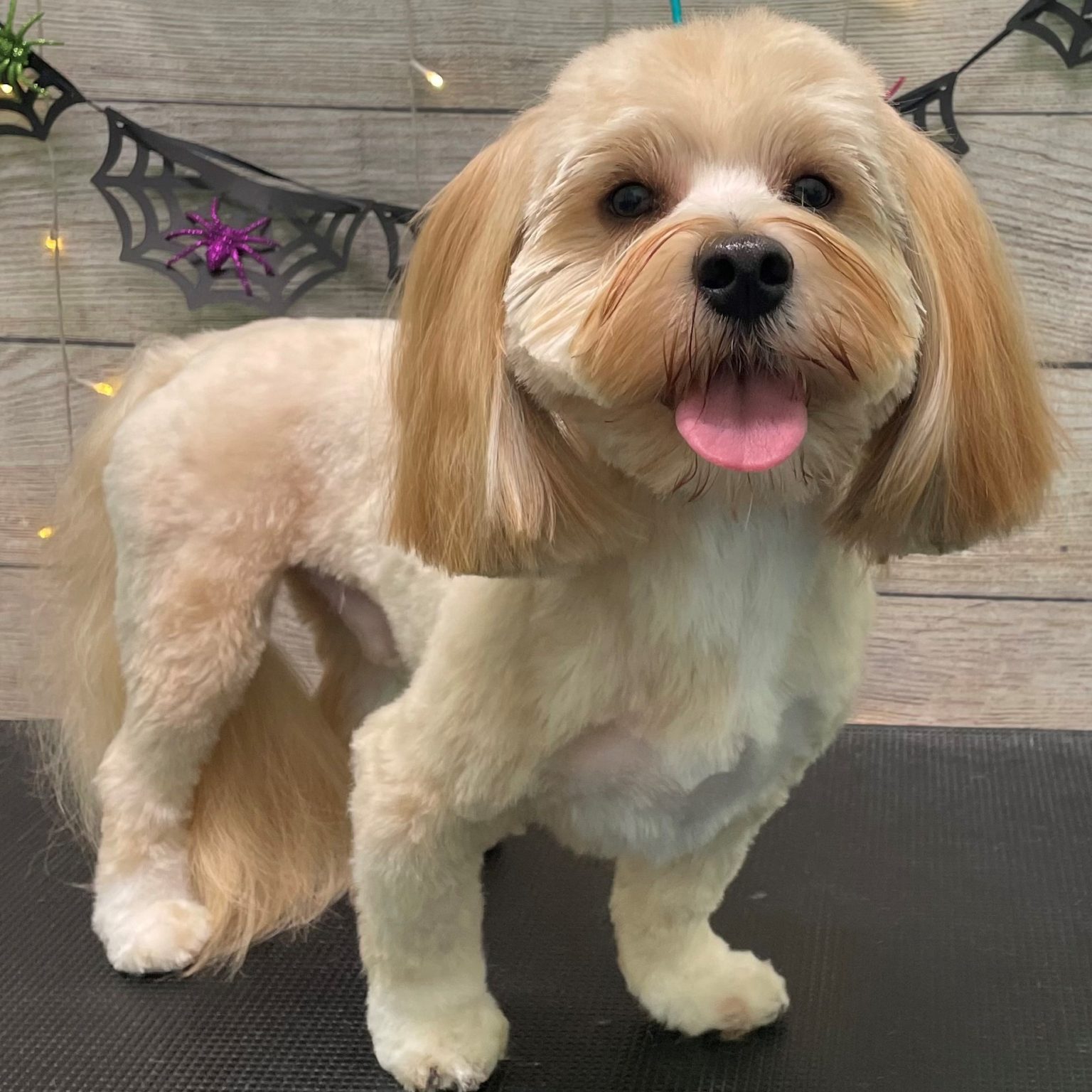 The Grooming Process - FaustHouse Havanese