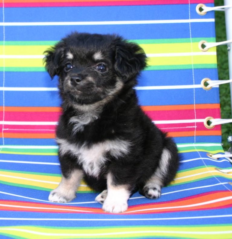 Short-Hair Havanese - FaustHouse Havanese