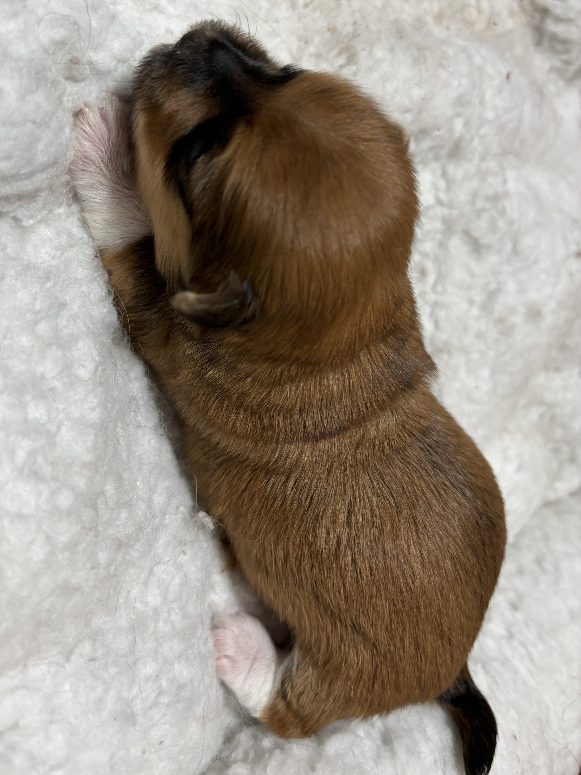 Ellie’s Current Litter2023 - FaustHouse Havanese