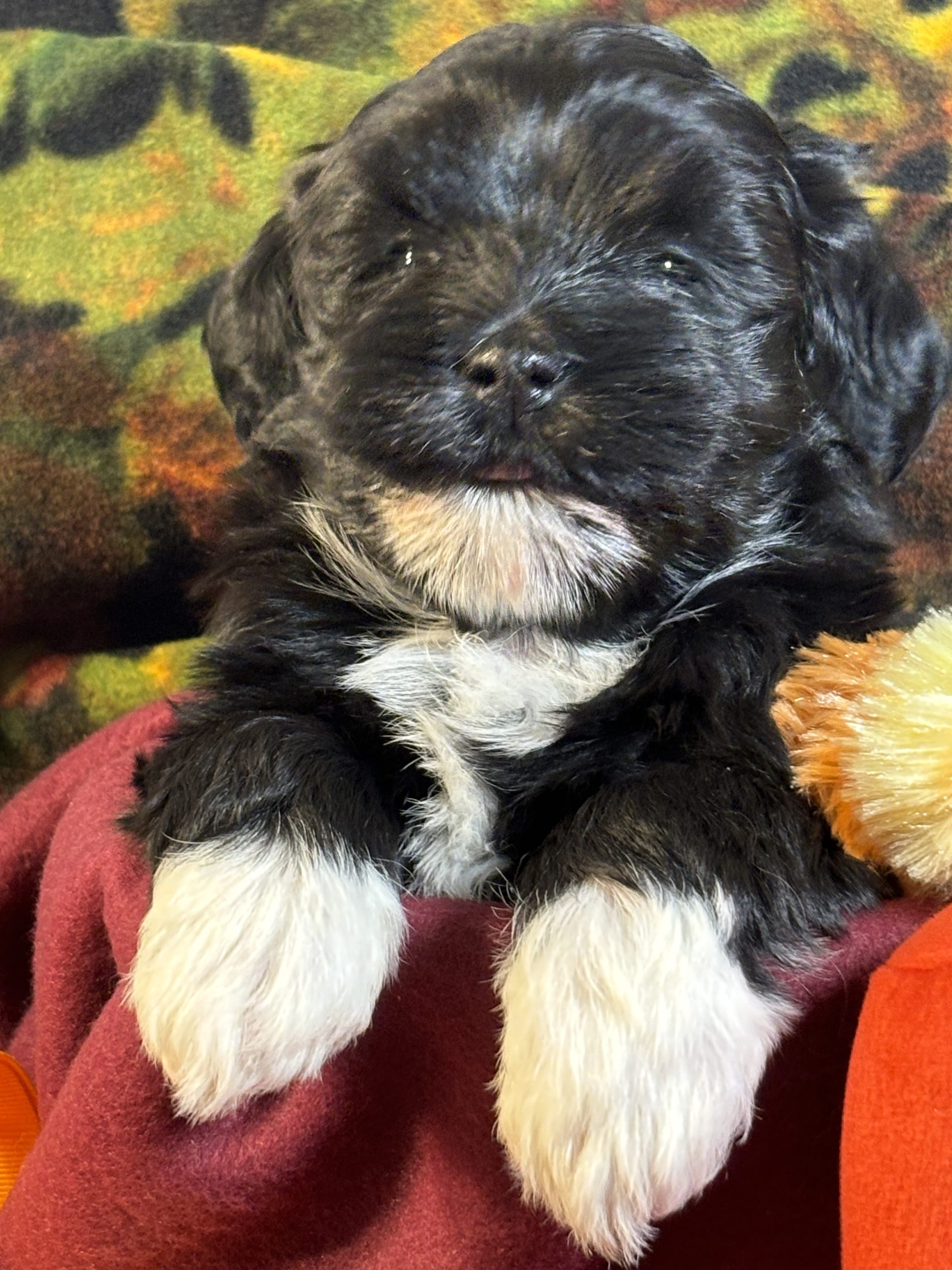 Hailey’s Current Litter2023 - FaustHouse Havanese
