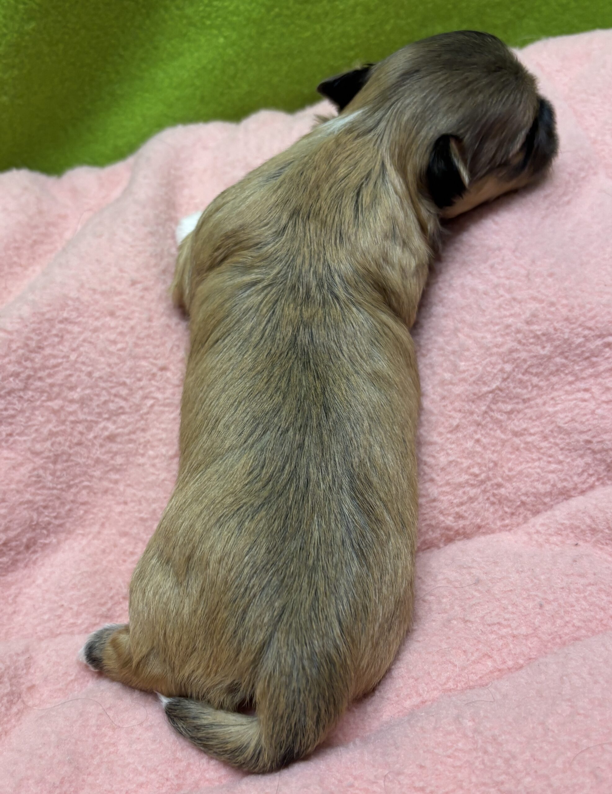 Ellie’s Current Litter - FaustHouse Havanese