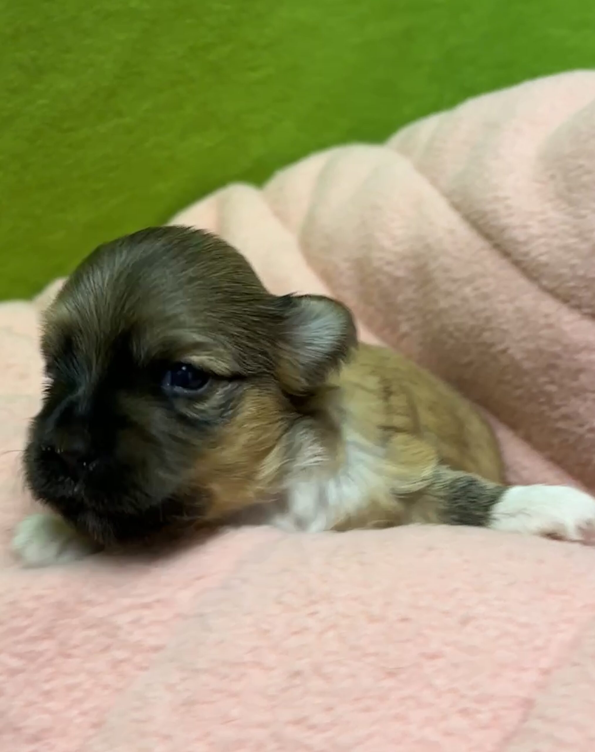 Ellie’s Current Litter - FaustHouse Havanese