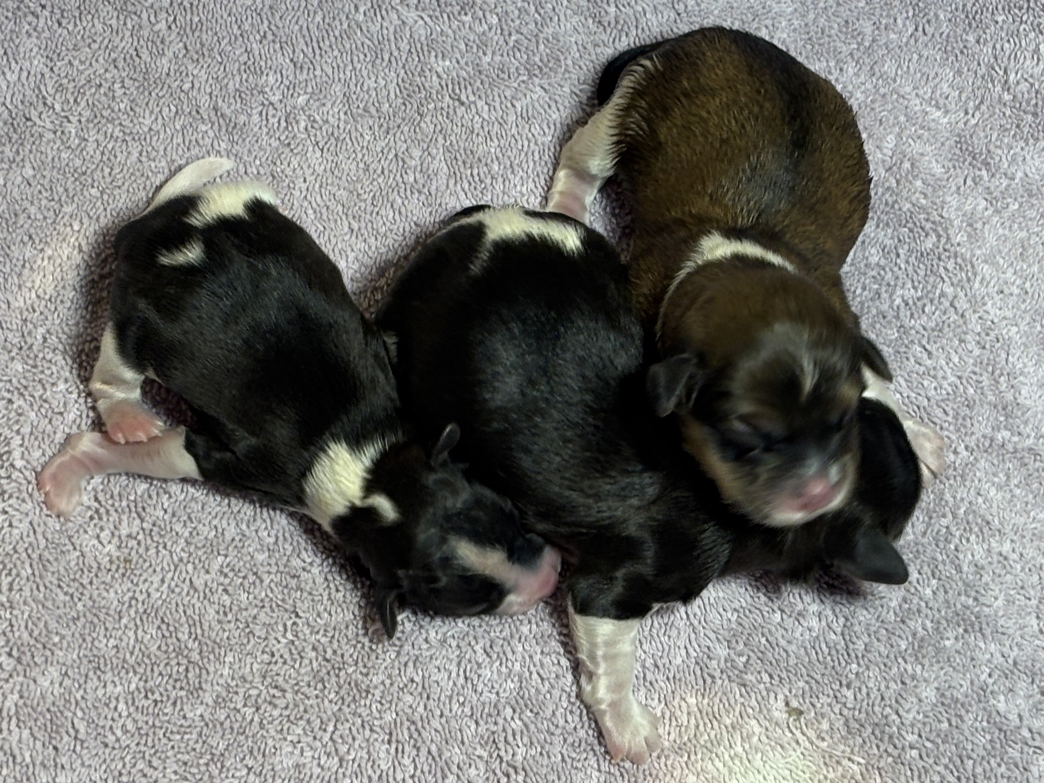 Glory’s Current Litter - FaustHouse Havanese
