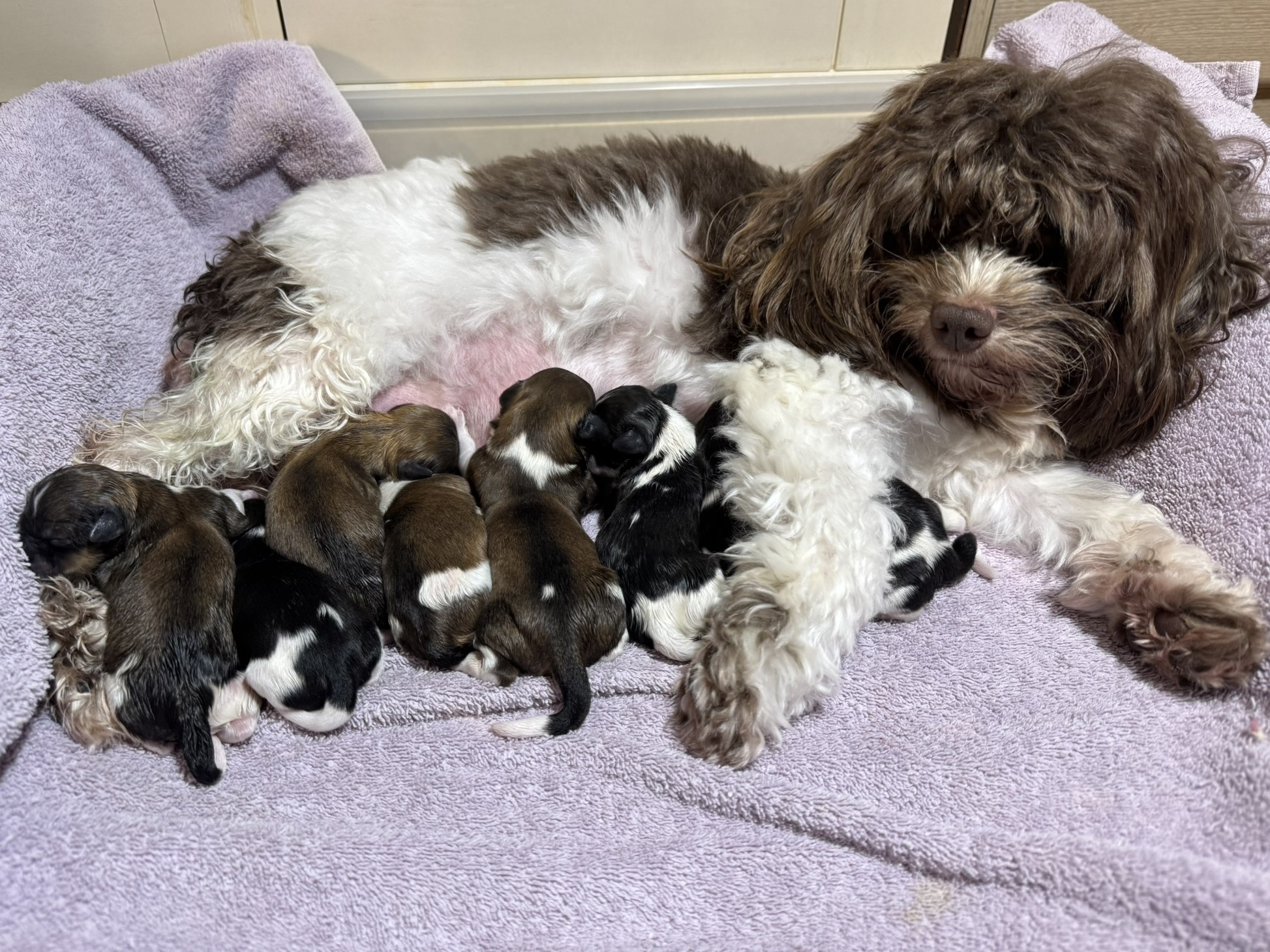 Glory’s Current Litter - FaustHouse Havanese