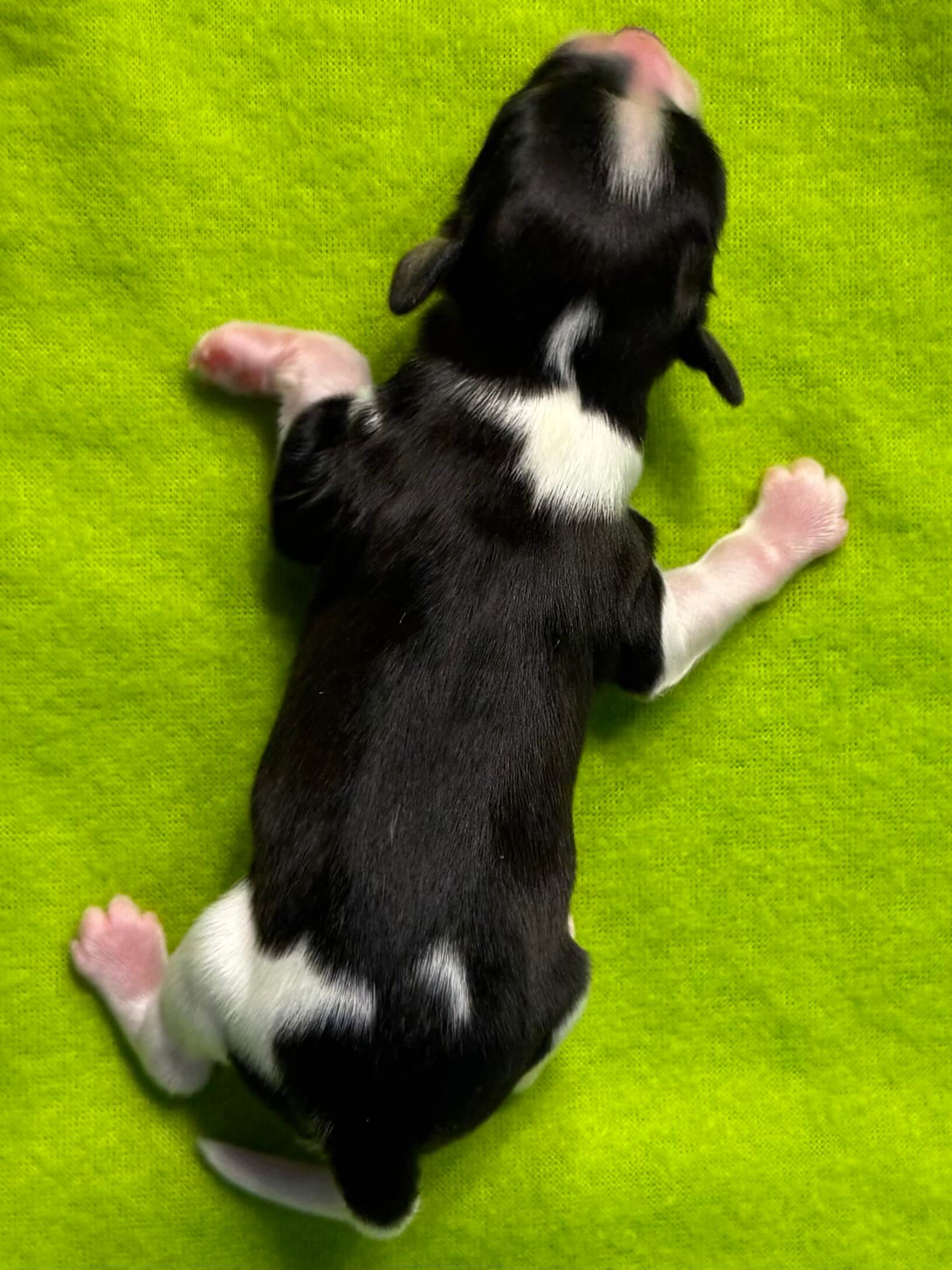 Glory’s Current Litter - FaustHouse Havanese